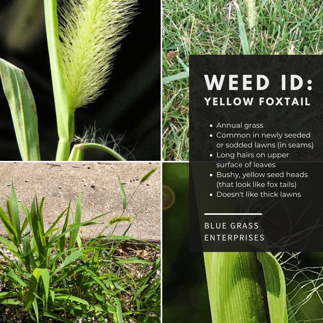Foxtail Grass Identification