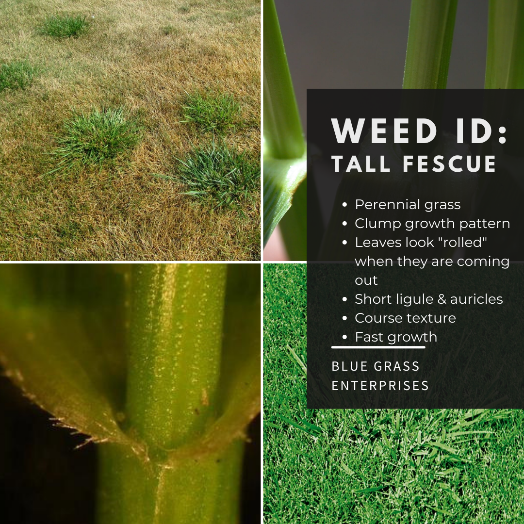 Blue Grass Enterprises-Grassy Weed Control | Elite Sod, Lawn Fertilizer ...