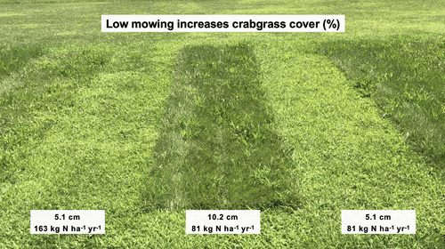Blue Grass Enterprises-Alternative Mowing Strategies: No Mow May vs ...