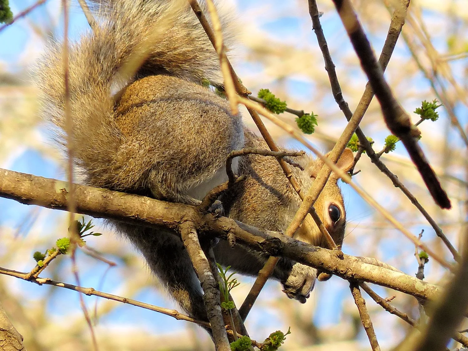 A question of squirrels — Linda Murdock Photography