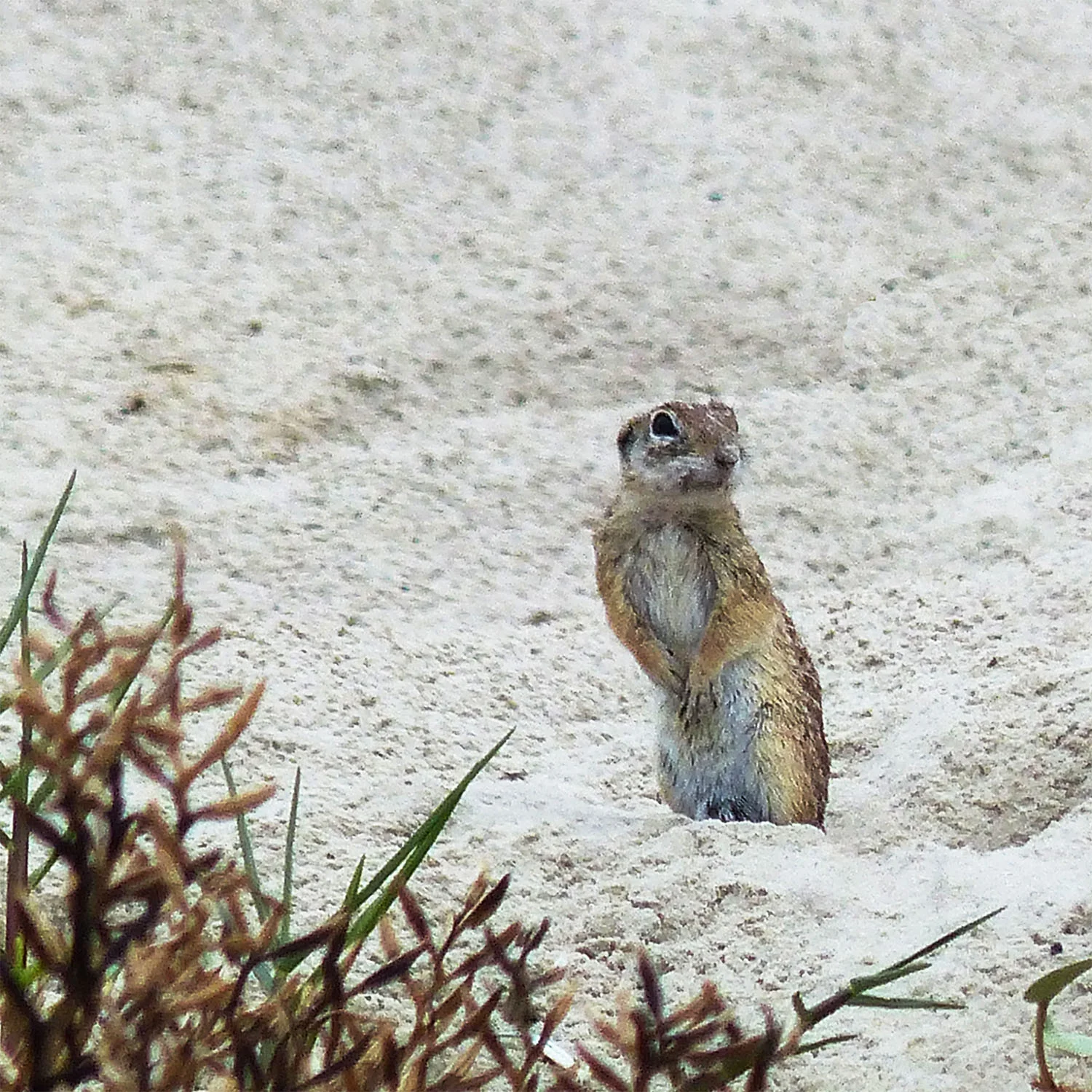 Down the Barrier Island — Linda Murdock Photography