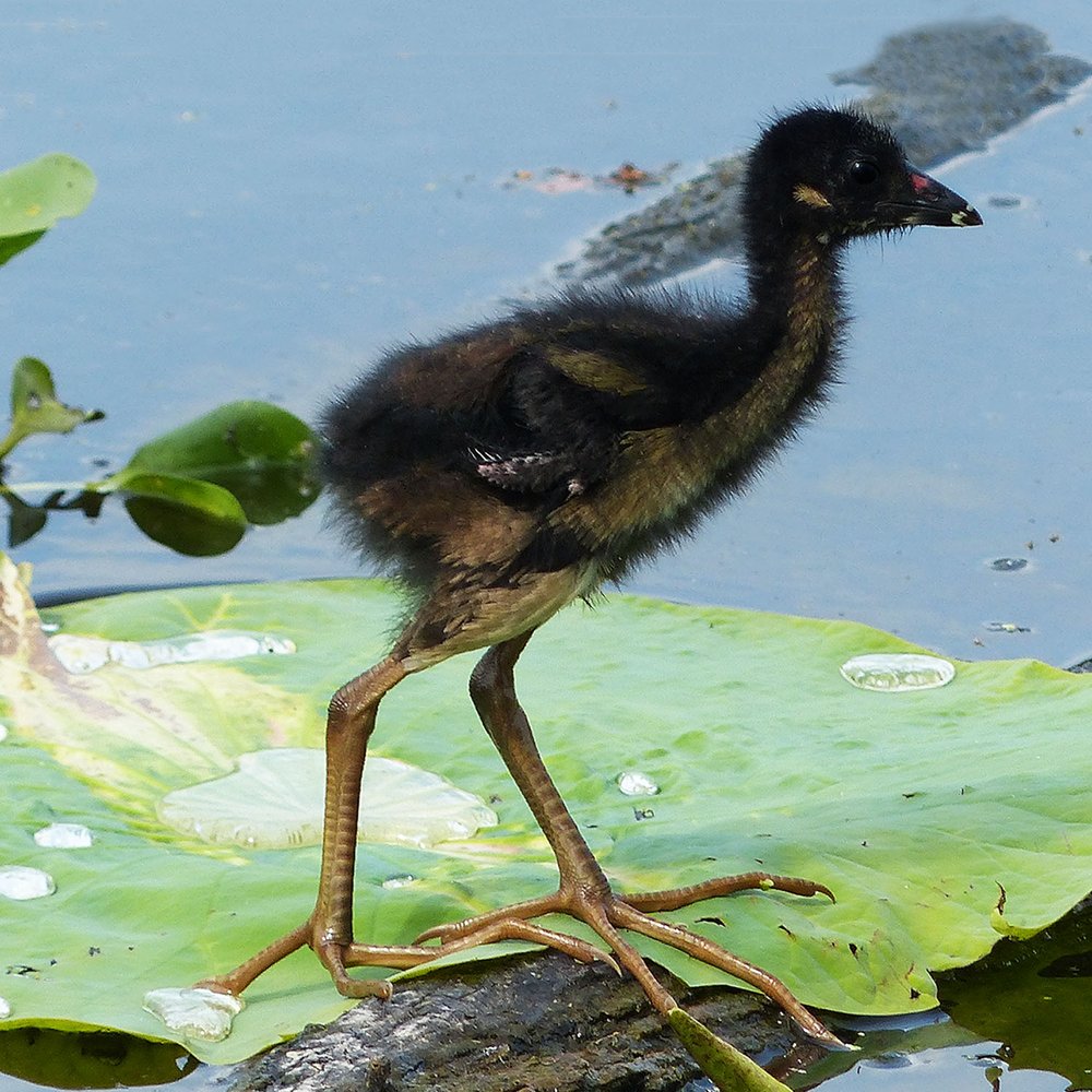 Even Baby Alligators are Cute — Linda Murdock Photography