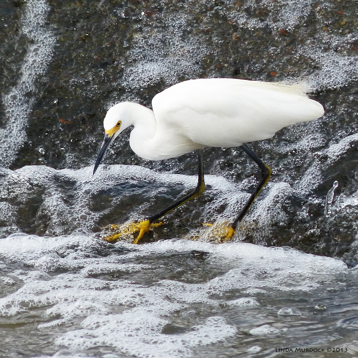 White Bird — Linda Murdock Photography