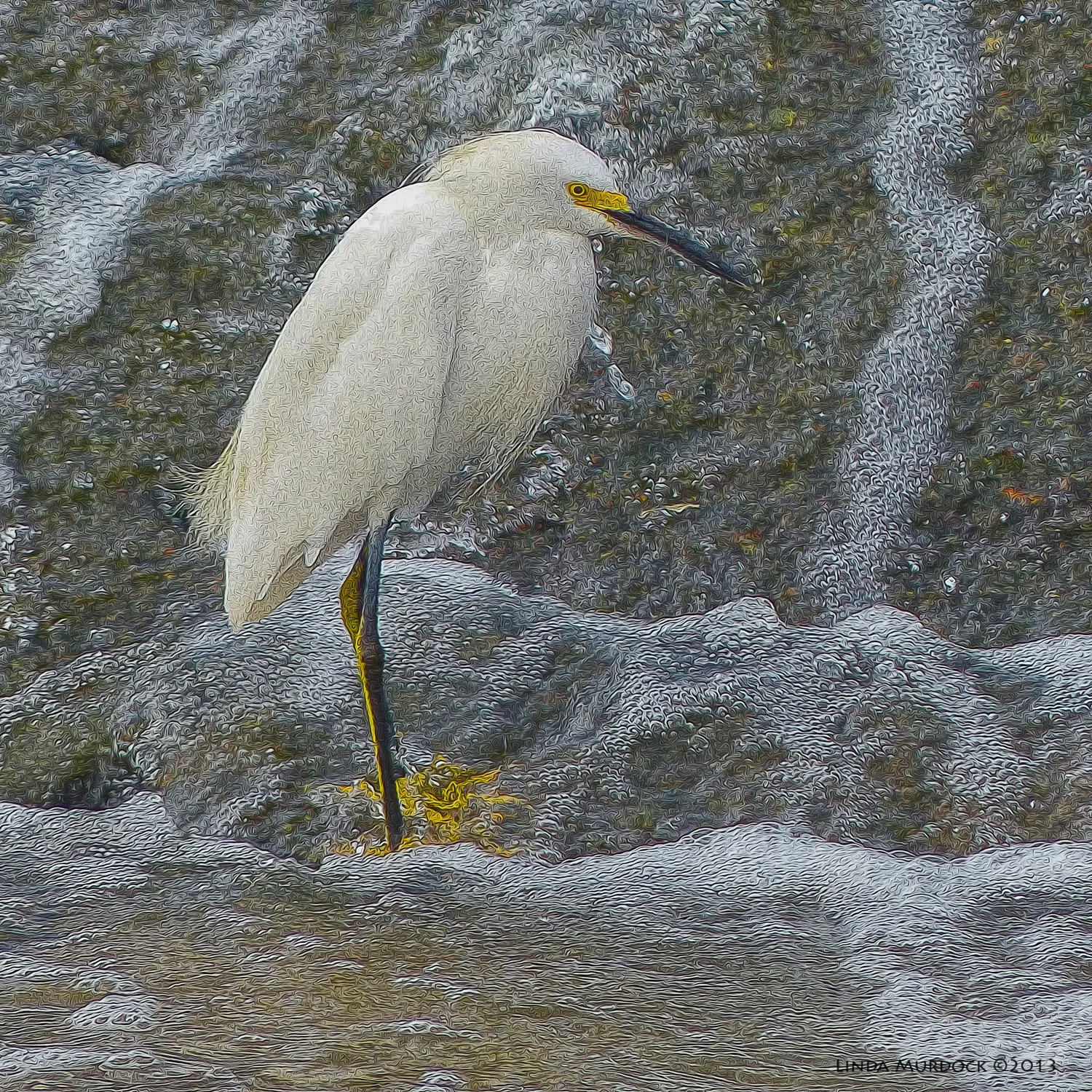 White Bird — Linda Murdock Photography