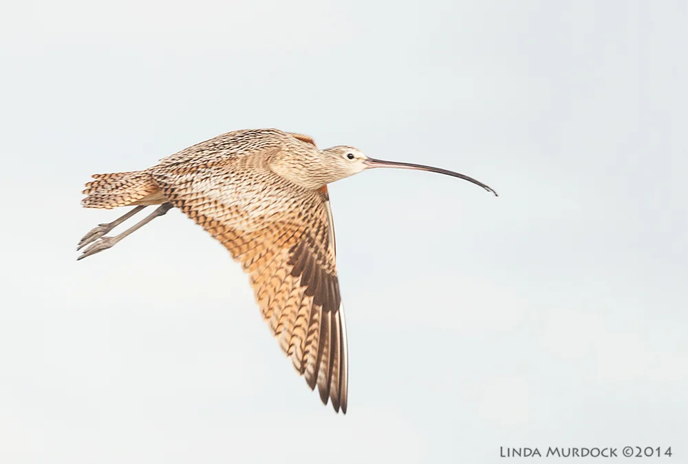 A Curlew at Galveston East Beach — Linda Murdock Photography