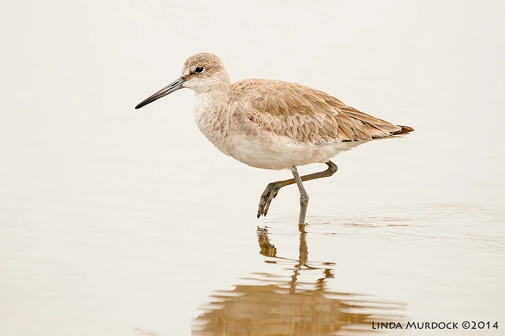 Bolivar North Jetty — Linda Murdock Photography