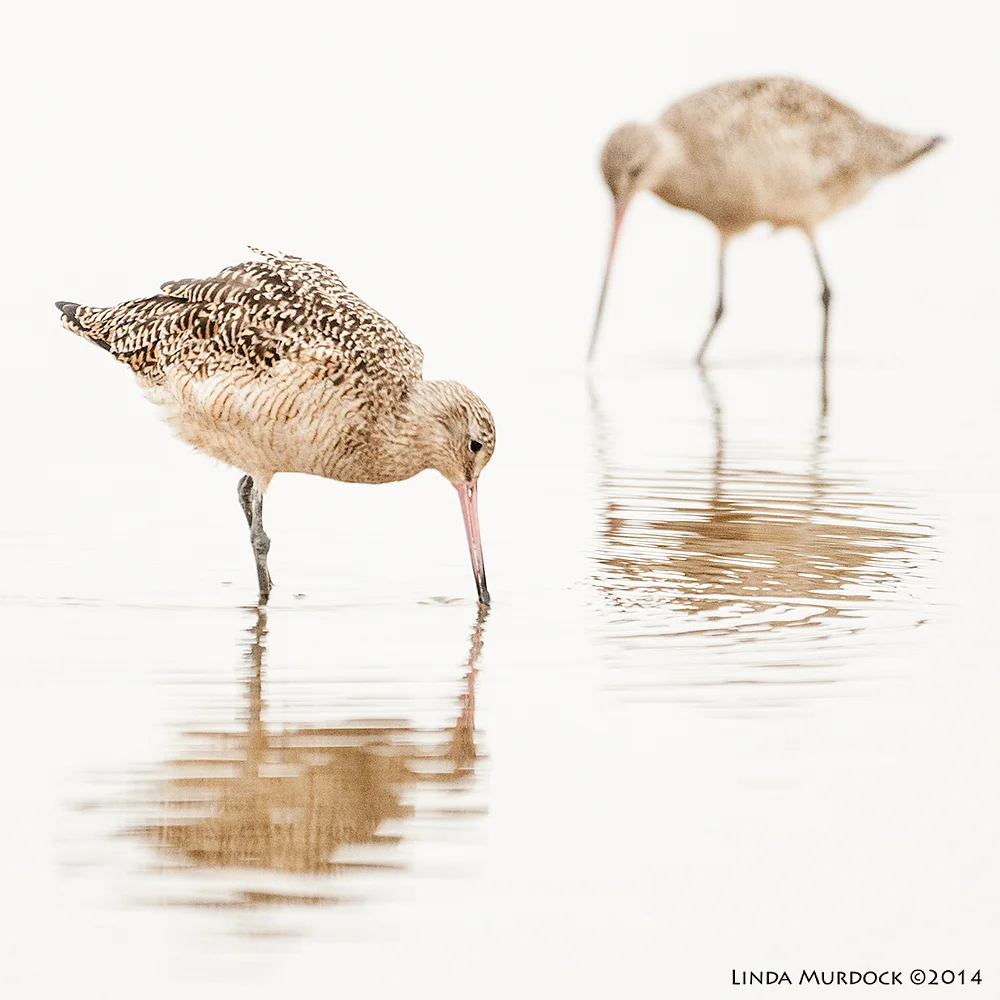 Bolivar North Jetty — Linda Murdock Photography