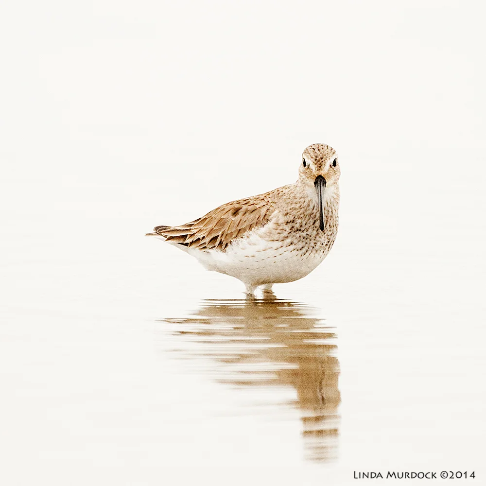 Bolivar North Jetty — Linda Murdock Photography