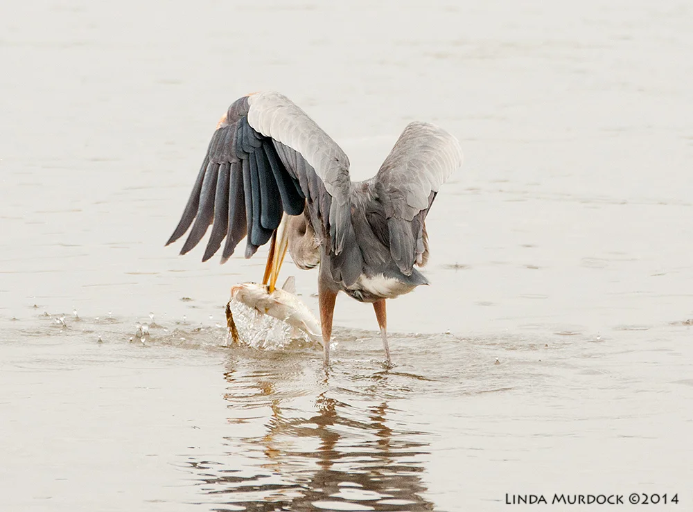 Bolivar North Jetty — Linda Murdock Photography