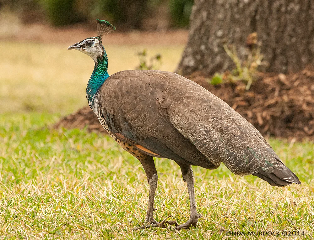 Peacocks 2.0 — Linda Murdock Photography
