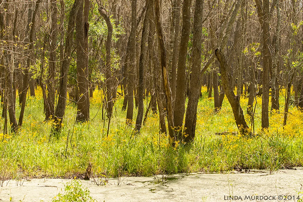 Springtime in the Swamps — Linda Murdock Photography