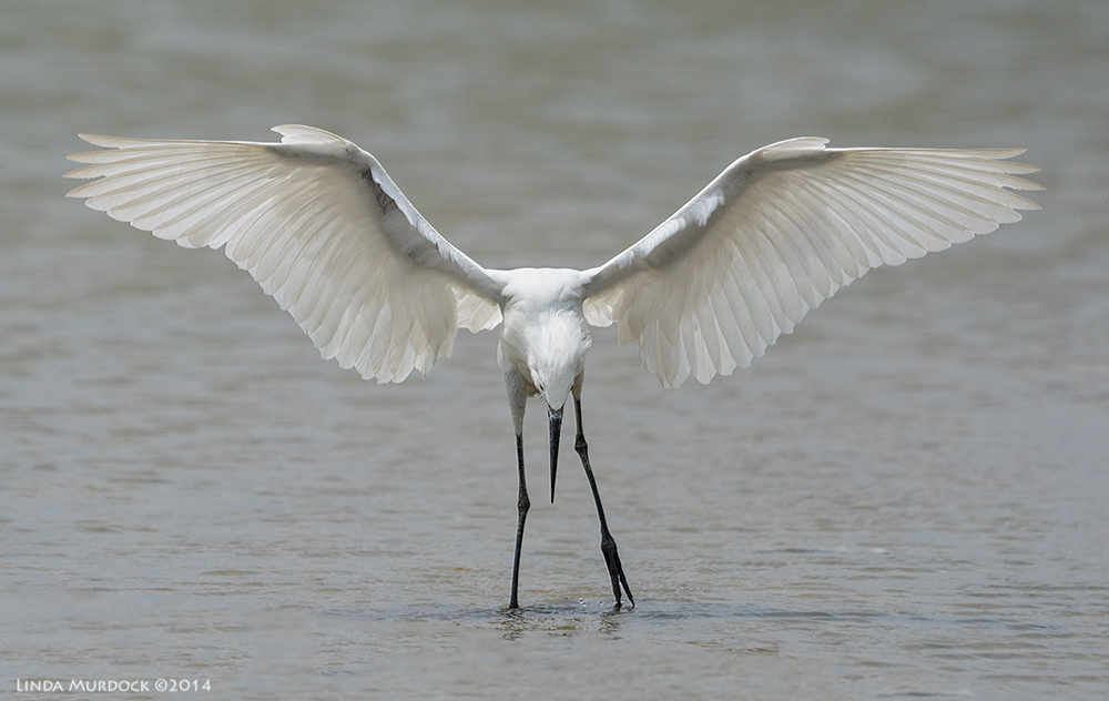 Dancing White Morphs — Linda Murdock Photography