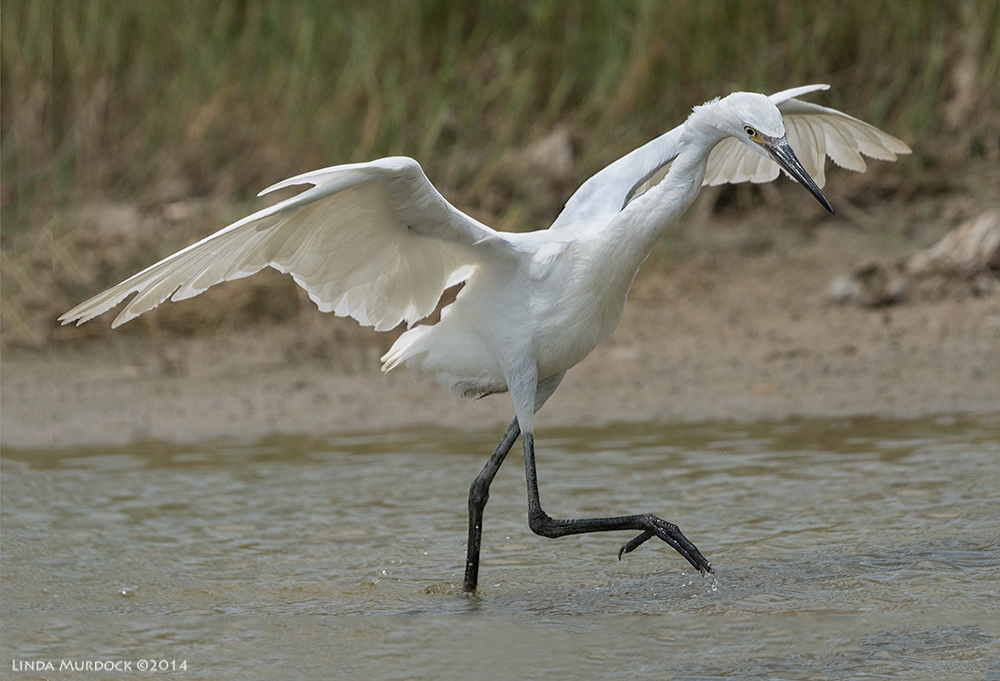 Dancing White Morphs — Linda Murdock Photography