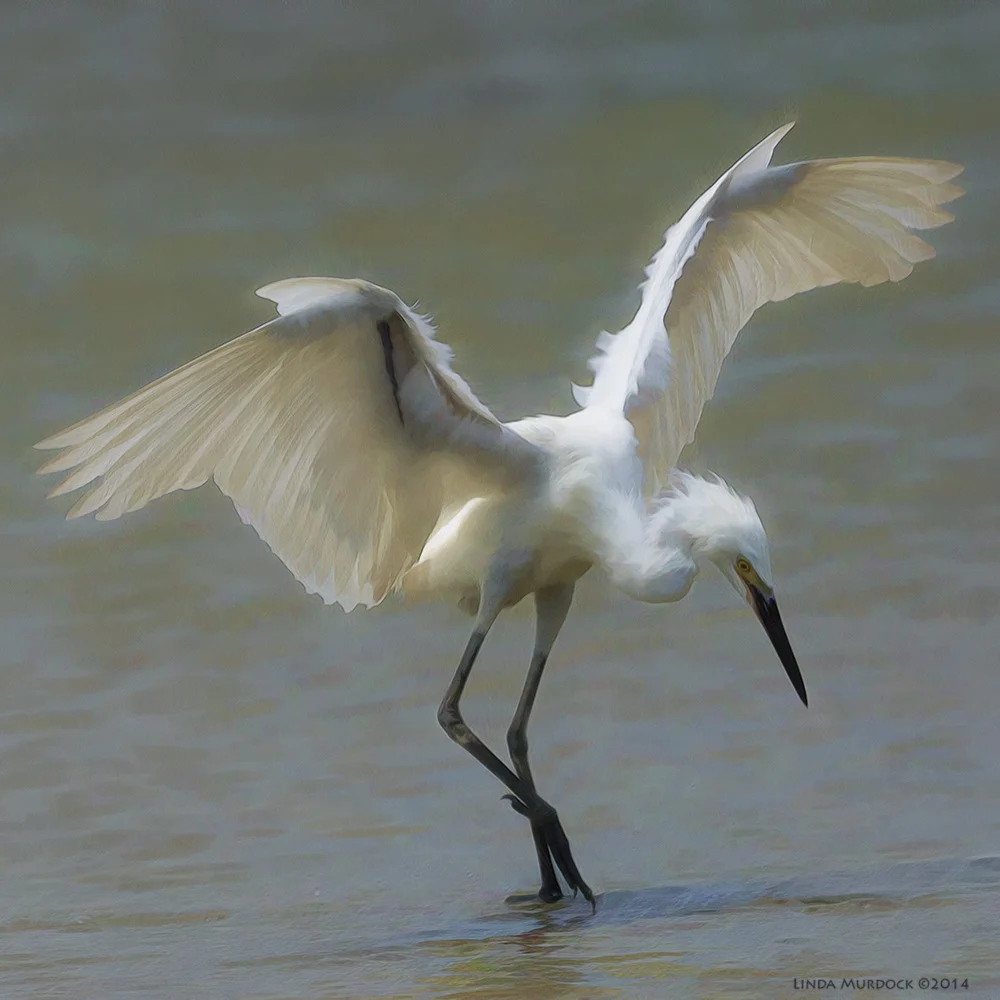 Dancing White Morphs — Linda Murdock Photography