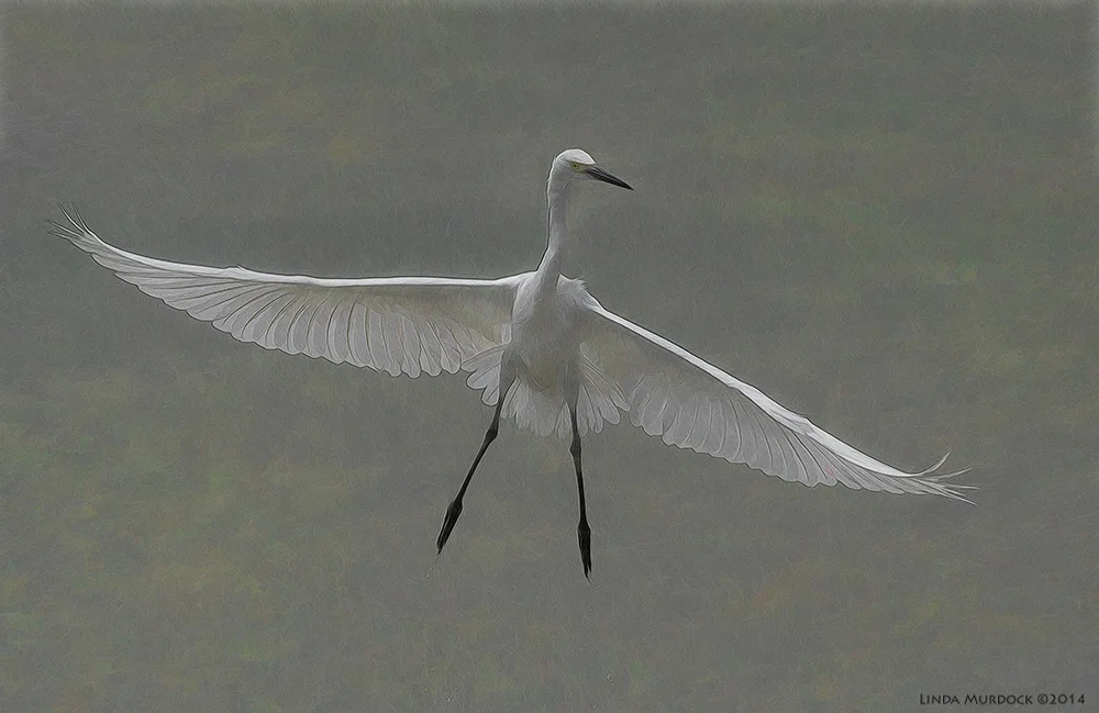 Dancing White Morphs — Linda Murdock Photography