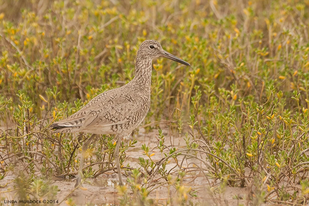 Was that a Willet? — Linda Murdock Photography