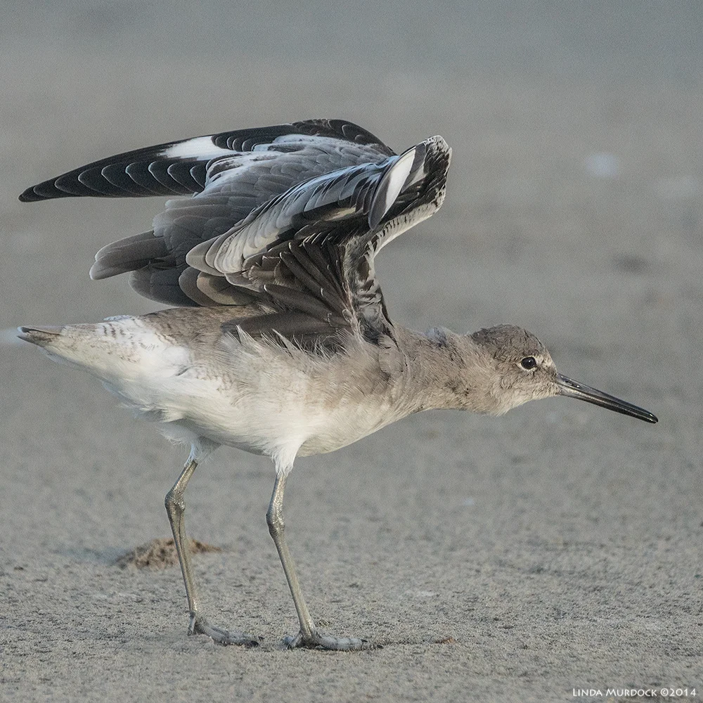 Was that a Willet? — Linda Murdock Photography