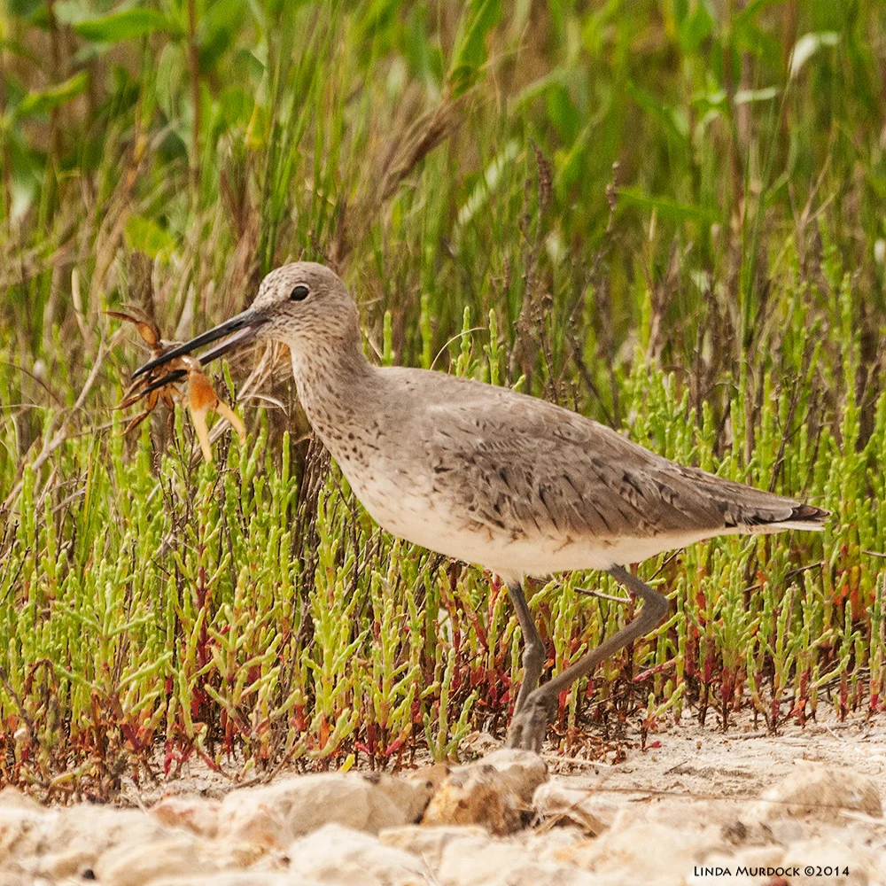 Was that a Willet? — Linda Murdock Photography