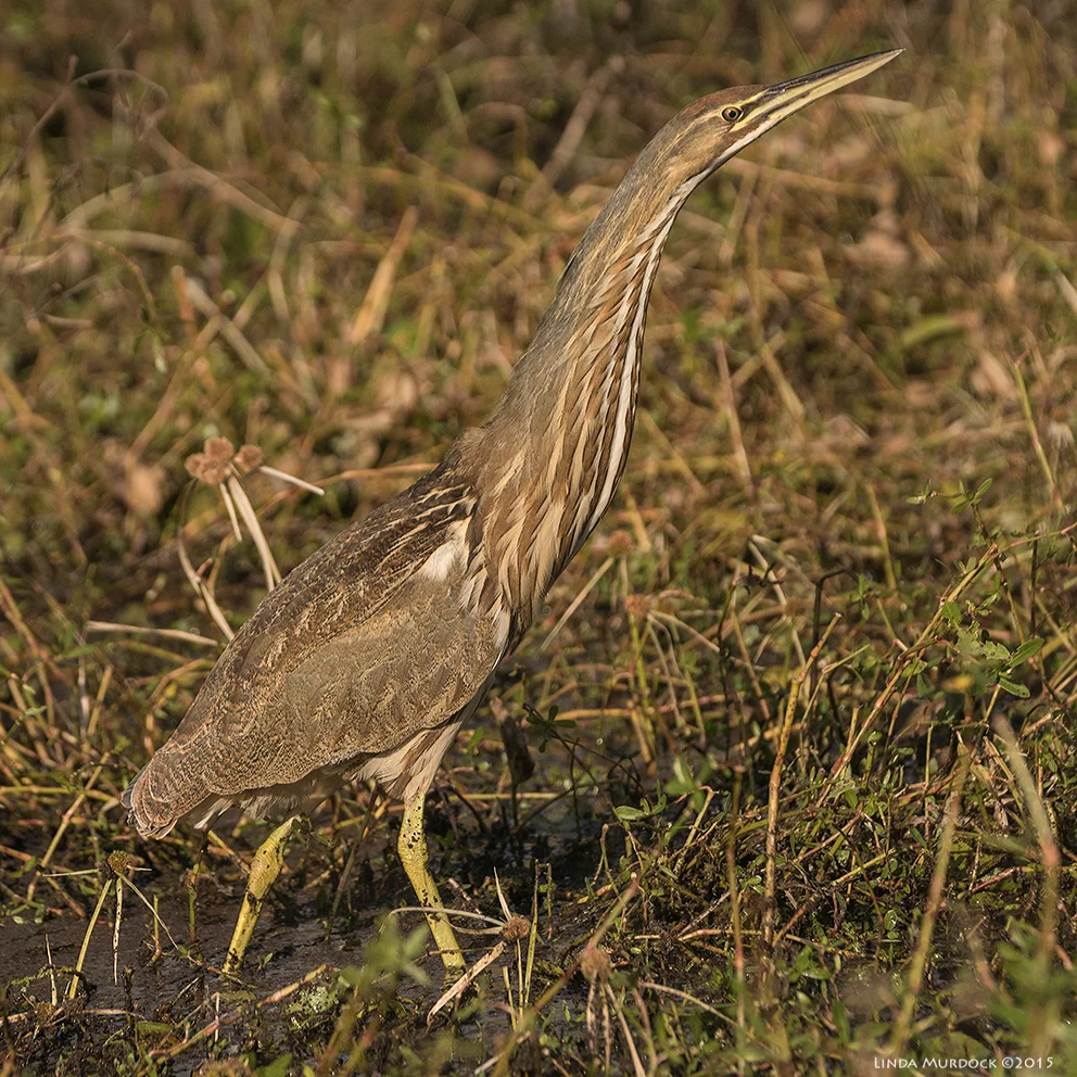 Bitterns are Back! — Linda Murdock Photography