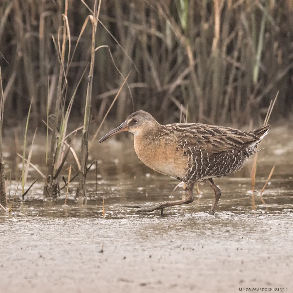 Randy Clapper Rails — Linda Murdock Photography