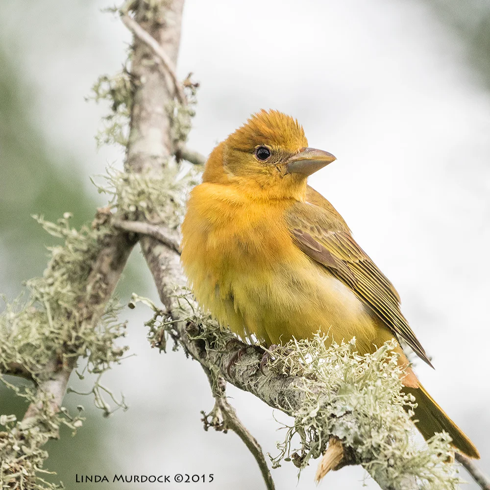 Summer Tanagers — Linda Murdock Photography