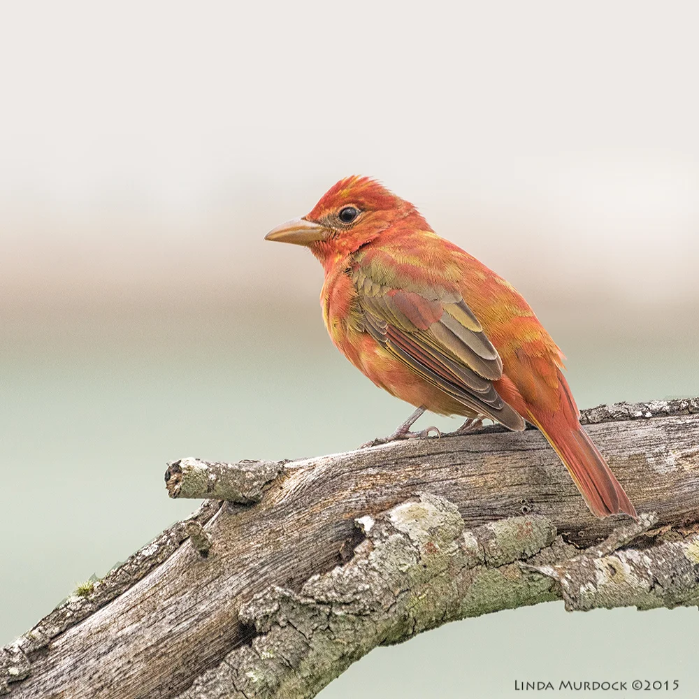 Summer Tanagers — Linda Murdock Photography
