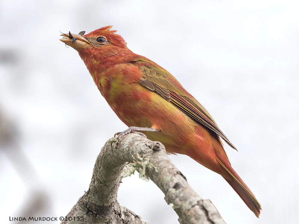 Summer Tanagers — Linda Murdock Photography