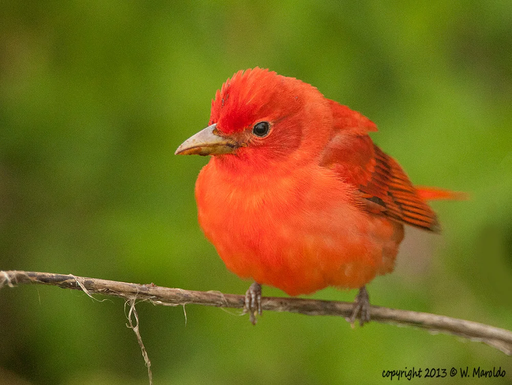 Summer Tanagers — Linda Murdock Photography
