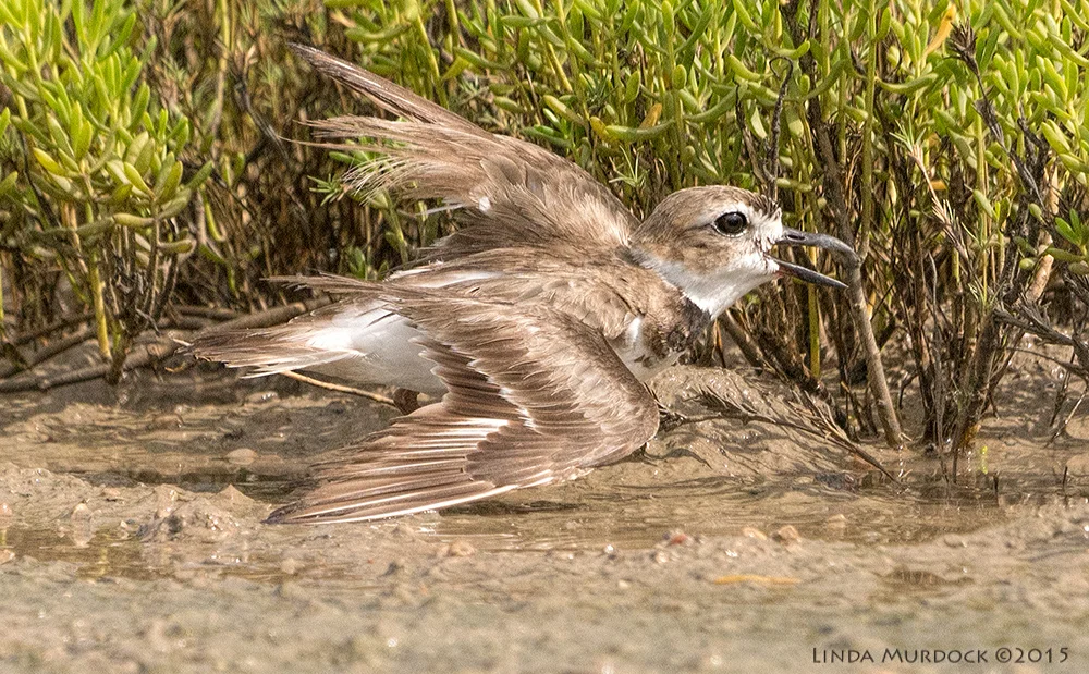 Wilson's Plovers and their Chicks — Linda Murdock Photography