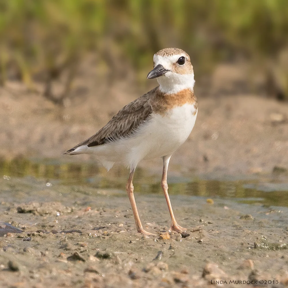 Wilson's Plovers and their Chicks — Linda Murdock Photography