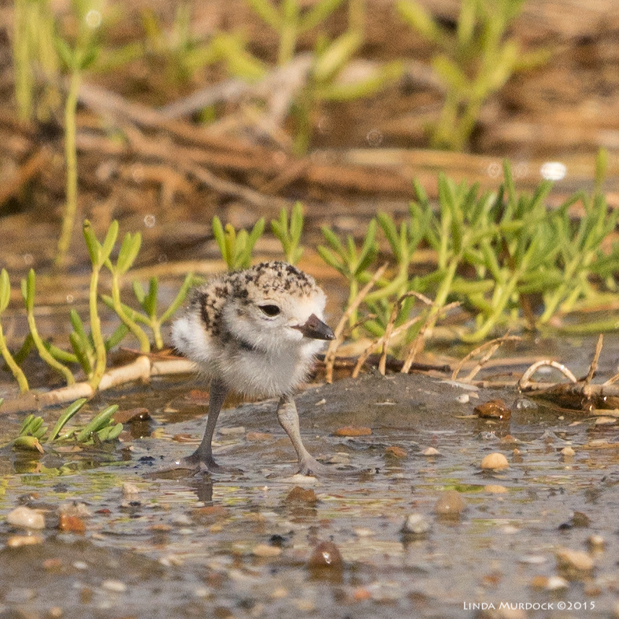 Wilson's Plovers and their Chicks — Linda Murdock Photography