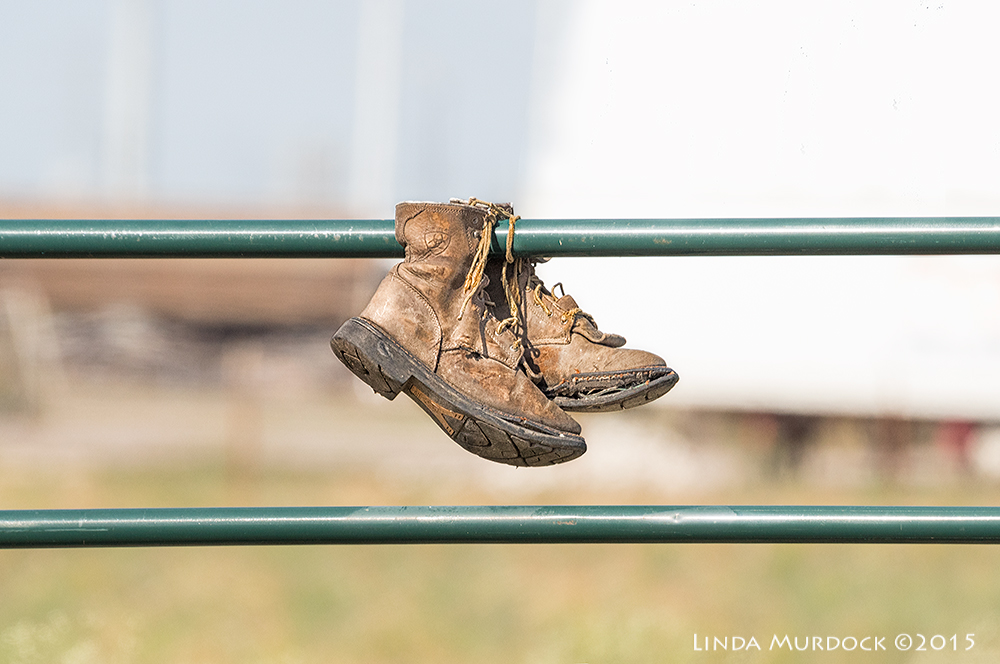 Stoned Birds and Other Weird Stuff — Linda Murdock Photography