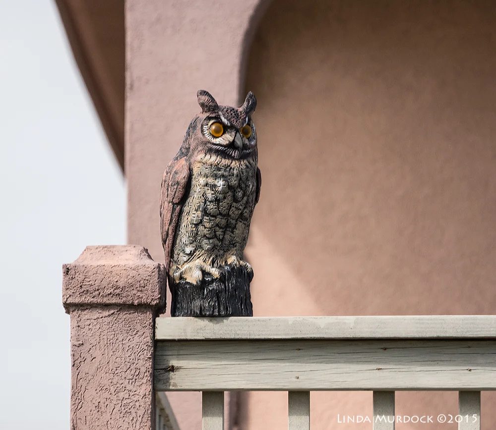 Stoned Birds and Other Weird Stuff — Linda Murdock Photography