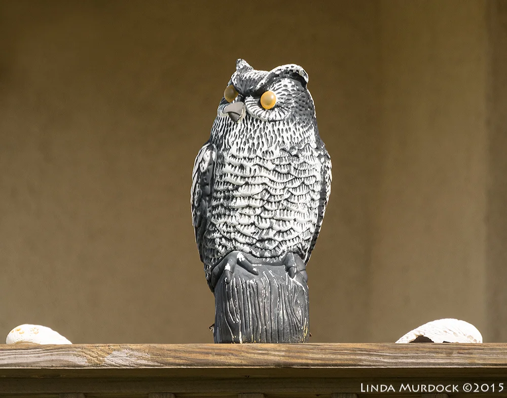 Stoned Birds and Other Weird Stuff — Linda Murdock Photography