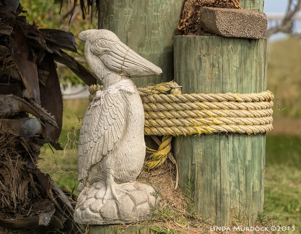 Stoned Birds and Other Weird Stuff — Linda Murdock Photography