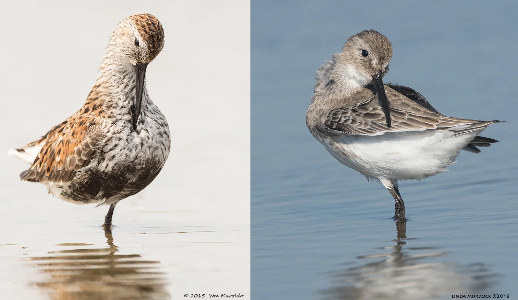 Breeding Plumage Pelican Style — Linda Murdock Photography