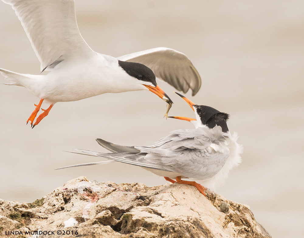 A Tale of Three Fishes — Linda Murdock Photography