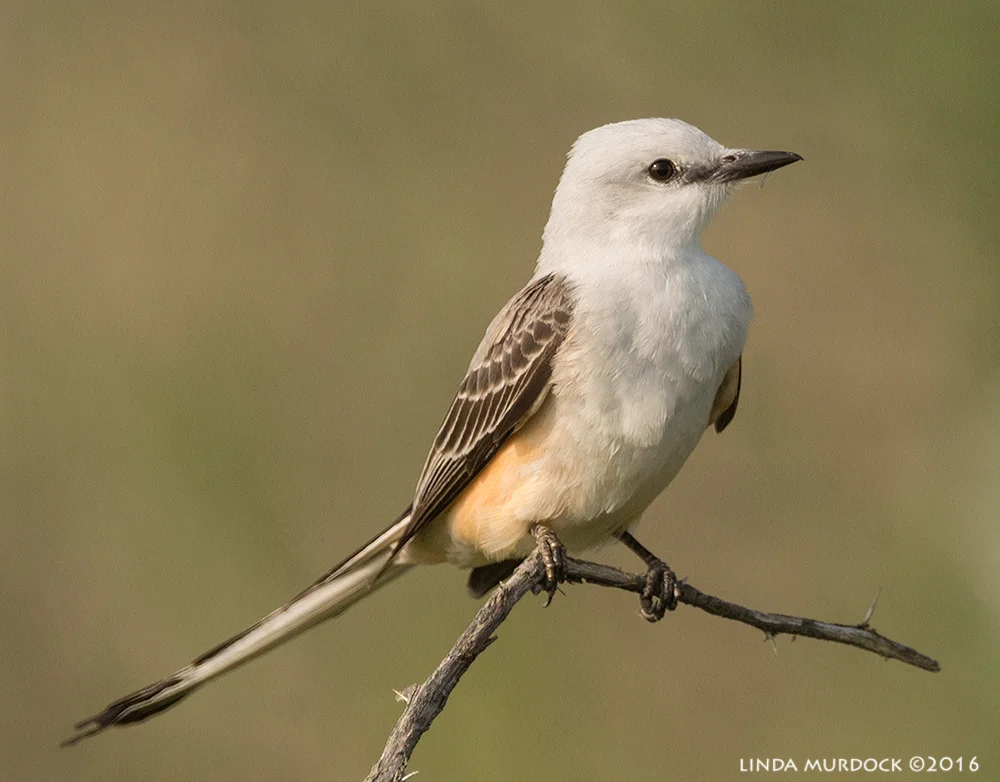 Summer Scissor-tails — Linda Murdock Photography