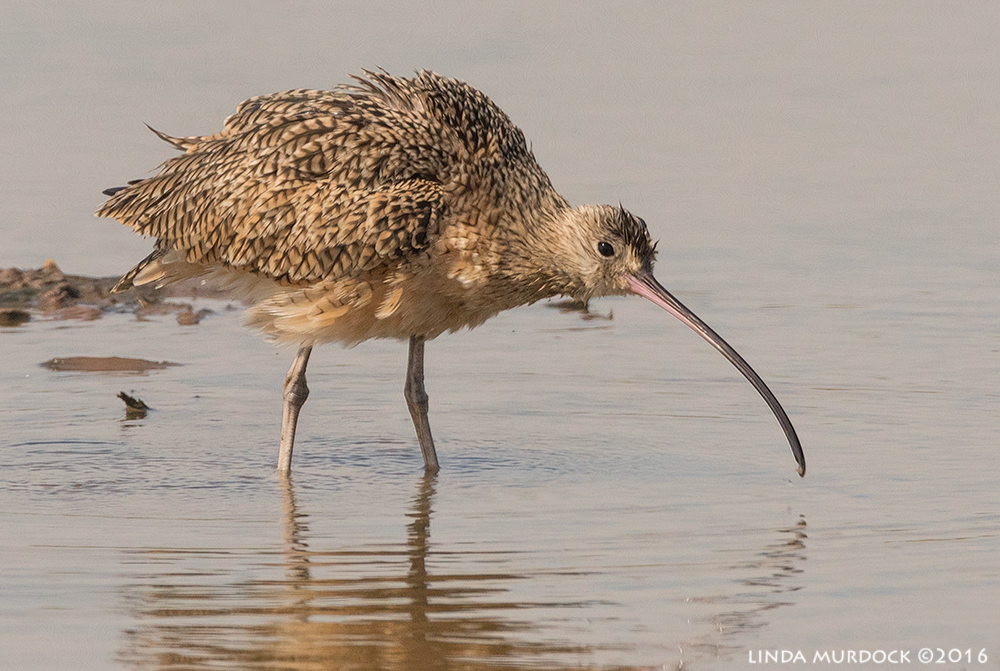 Curlew, Godwit or Whimbrel? — Linda Murdock Photography