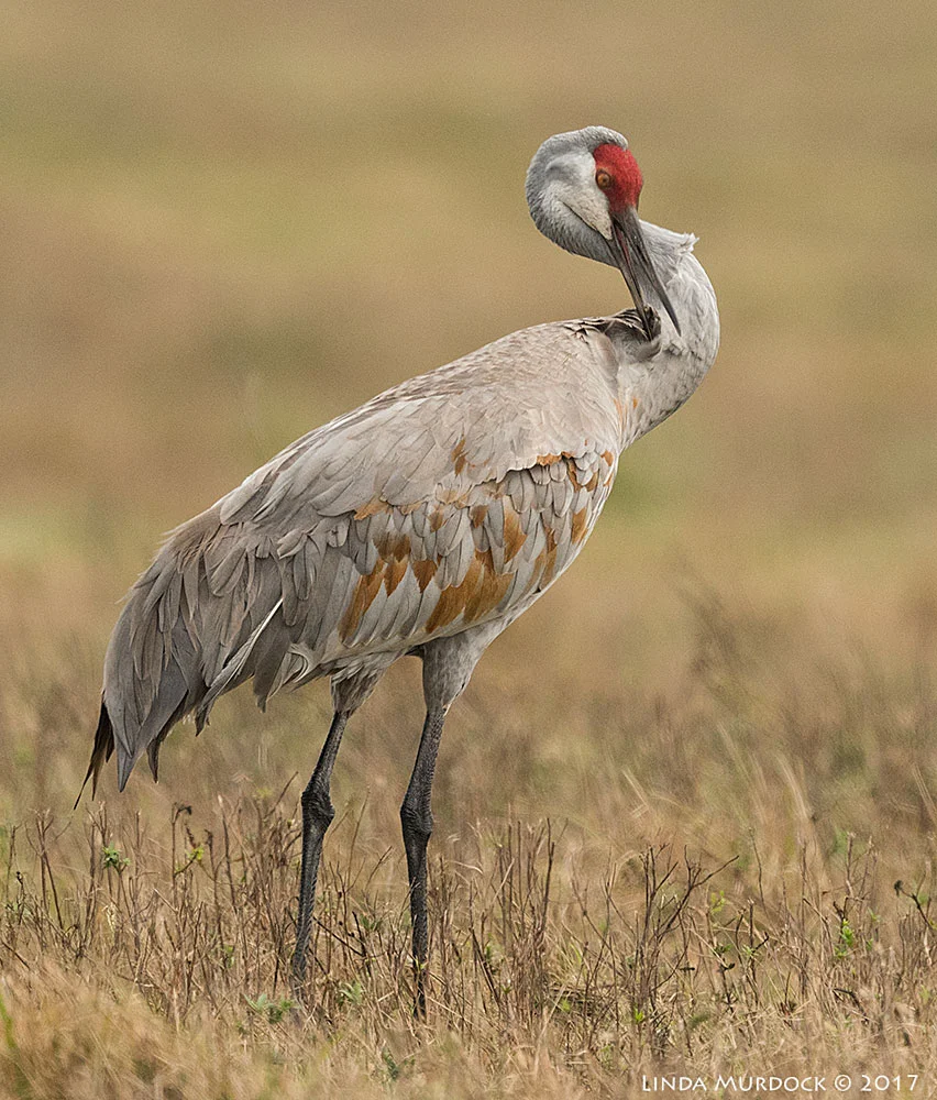 Sandhill Crane Food Web