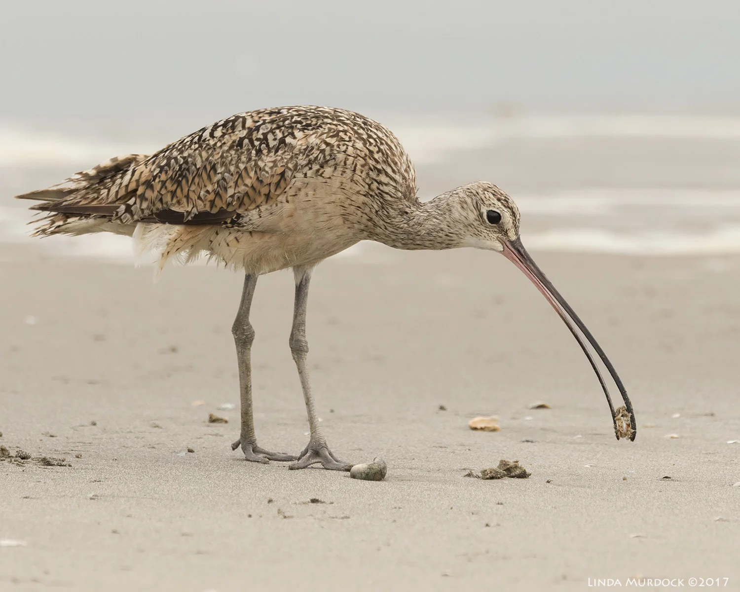 Curlews Carrying Shells — Linda Murdock Photography