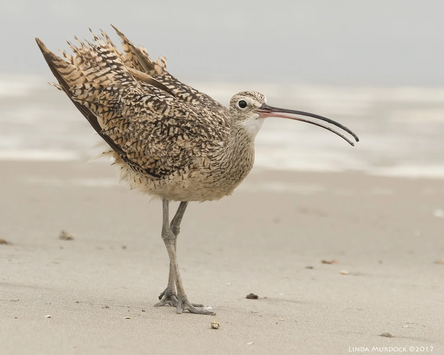 Curlews Carrying Shells — Linda Murdock Photography