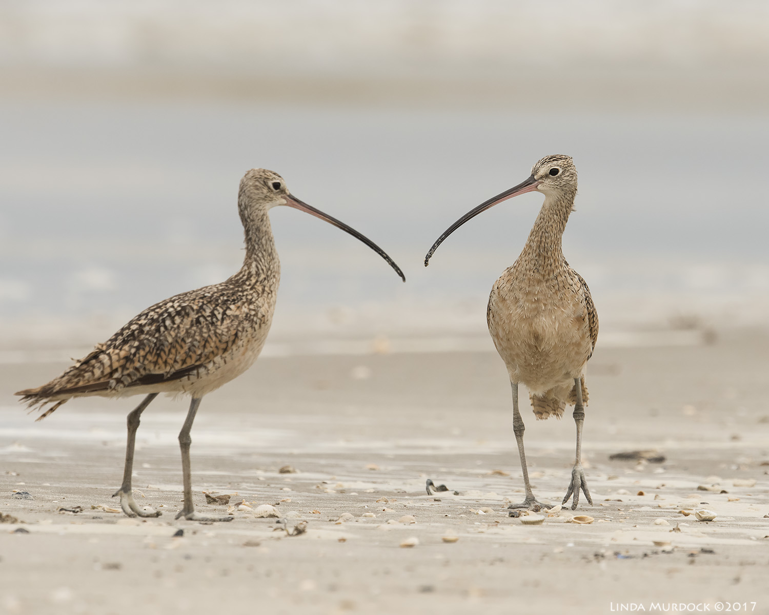 Curlews Carrying Shells — Linda Murdock Photography