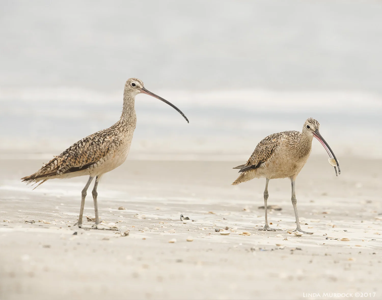 Curlews Carrying Shells — Linda Murdock Photography