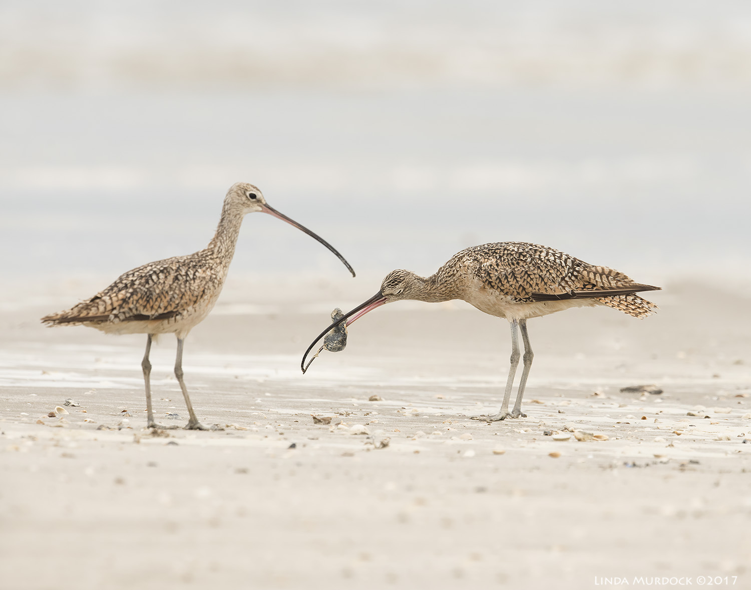 Curlews Carrying Shells — Linda Murdock Photography