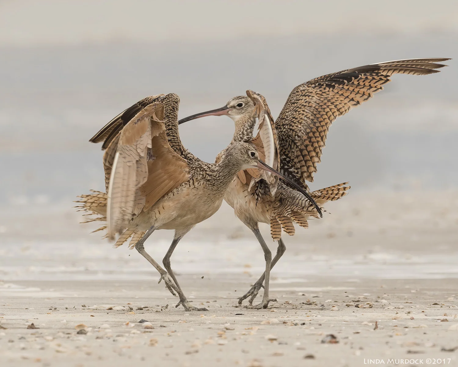 Curlews Carrying Shells — Linda Murdock Photography
