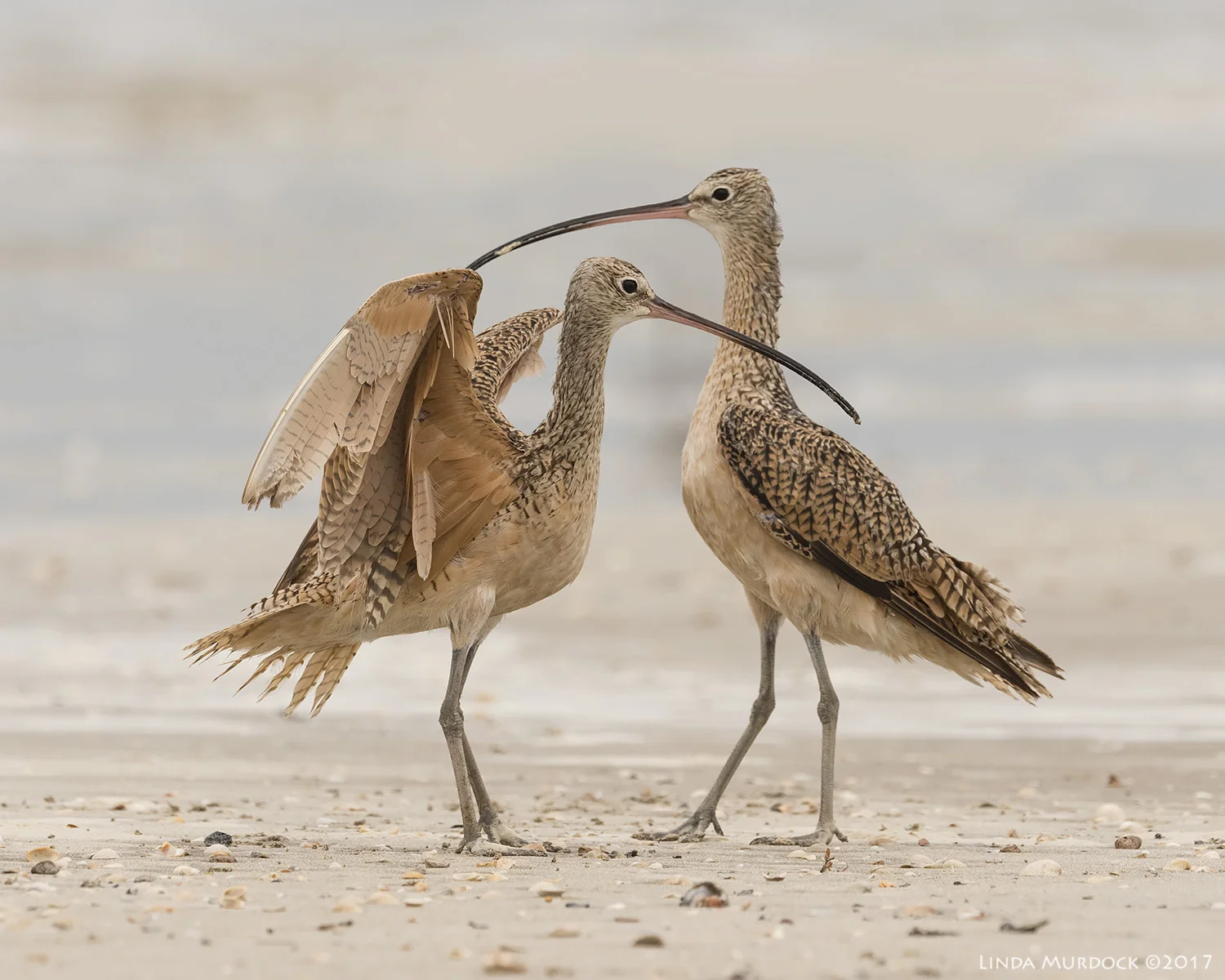 Curlews Carrying Shells — Linda Murdock Photography