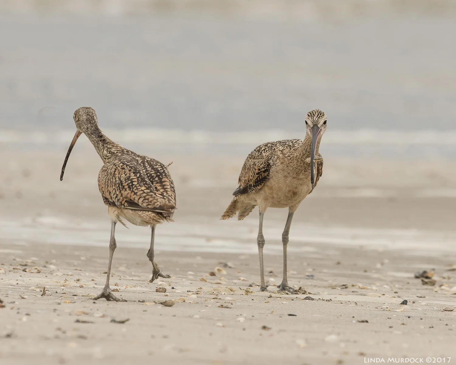 Curlews Carrying Shells — Linda Murdock Photography