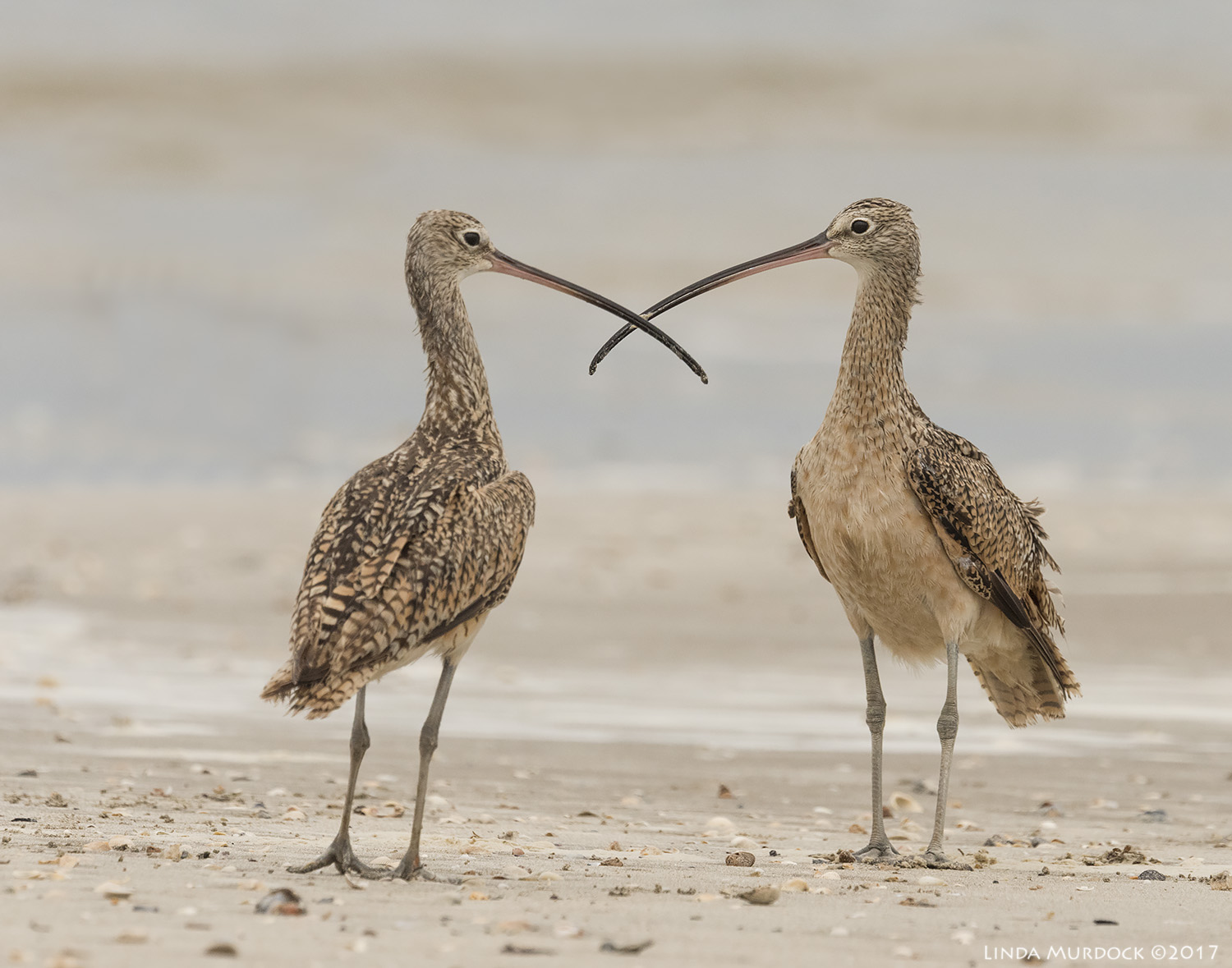 Curlews Carrying Shells — Linda Murdock Photography