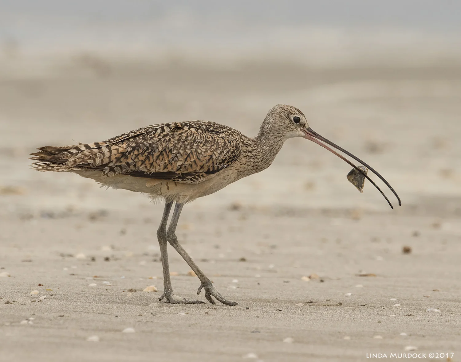 Curlews Carrying Shells — Linda Murdock Photography